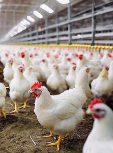 Services – Hyfresh